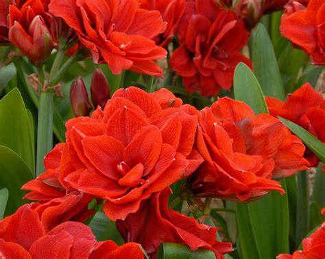 Amaryllis Cherry Nymph Bulbs — Buy Online At Farmer Gracy Uk