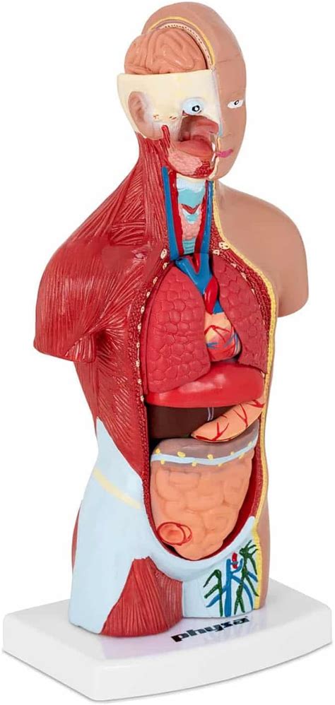Physa Maquette Anatomique Du Torse Humain Modèle 3D Mannequin Anatomie