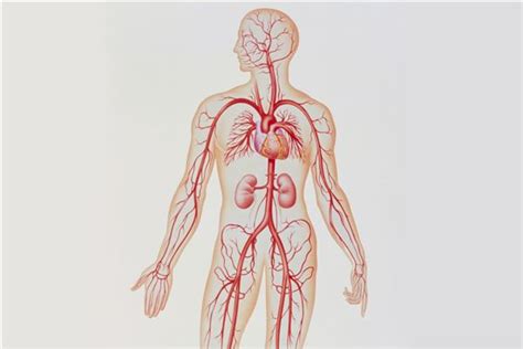Artery Diagram Human Body