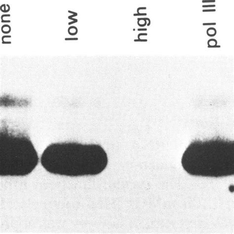 In Vitro Transcription Assays Were Performed As Described In Materials