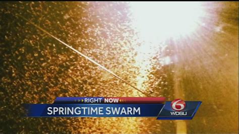Termite Swarms Spotted Earlier Than Usual In Louisiana