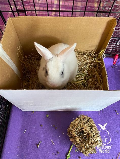 Litter Boxes And Training Buttons World