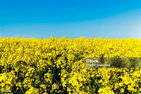 아름 다운 봄 여름 피는 노란 유채 꽃 필드의 수평 푸른 하늘 에 대 한 구름 없는 독일에서 바이오 유기 농업 수확 성장 카 놀라 오일 버터 0명에 대한 스톡 사진 및 기타