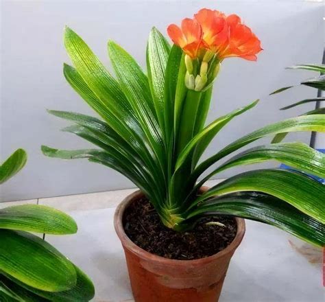 家里养的花 品种 大山谷图库