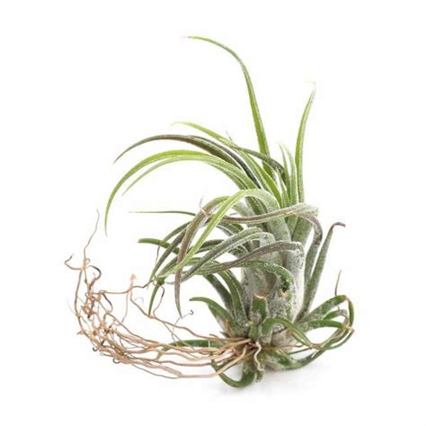 《一時非表示》（観葉植物）エアープランツ チランジア プルイノーサ×スカポーサ（1株）の通販はau Pay マーケット チャーム Au