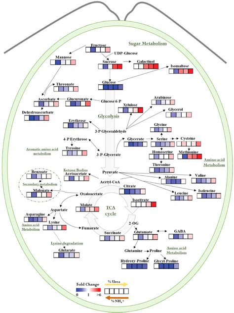 Metabolite Profiling Of C Reinhardtii Cells Cultivated Under Different Download Scientific