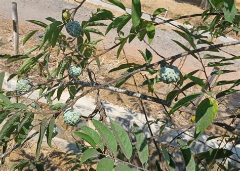 Tujuh Manfaat Buah Salak Yang Belum Banyak Diketahui Orang Ternyata