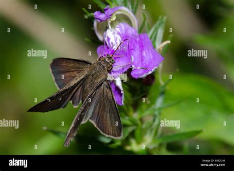 Fawn Spotted Skipper Cymaenes Isus Nectaring From Runyons Water
