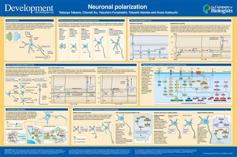 Neuronal Polarization Development The Company Of Biologists