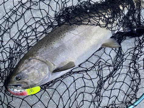 Sacramento River King Salmon Season Opener — Jeff Goodwin Fishing