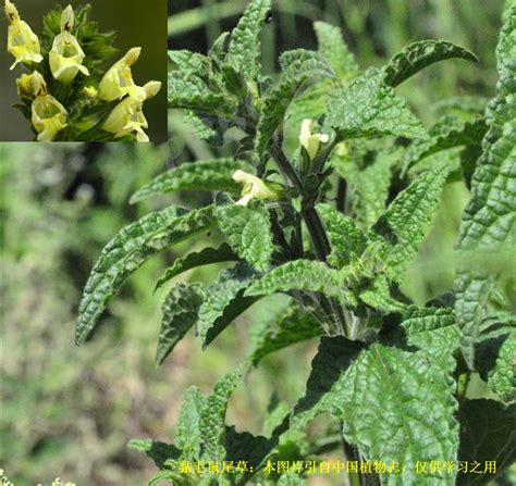 科学网20221216粘毛鼠尾草Salvia roborowskii Maxim 栗茂腾的博文