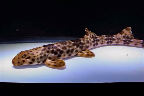 Heres A Rarely Seen Hemiscyllium Shark Walking Around An Aquarium