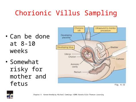 Ppt Chapter 6 Human Heredity By Michael Cummings ©2006 Brooks Cole