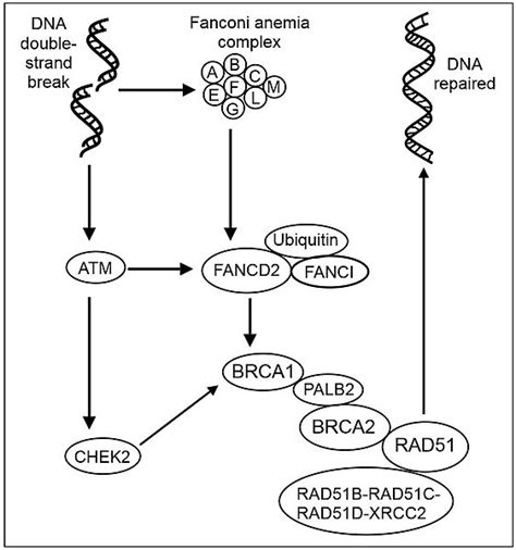 Difference Between BRCA And BRCA Gene Pediaa
