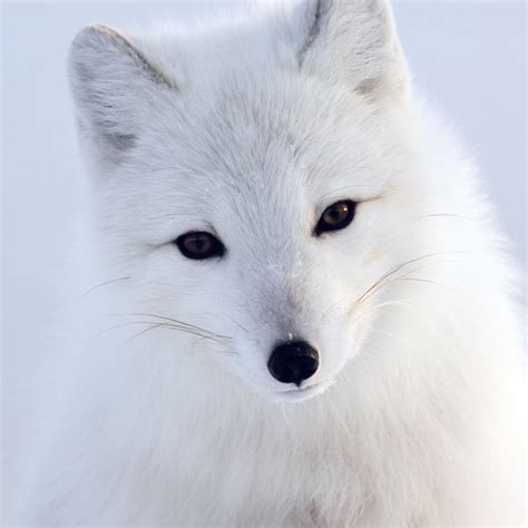 Cute Fox Art Wallpapers Top Những Hình Ảnh Đẹp