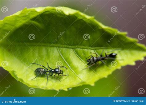 Pair Of Ant Mimicking Spider Stock Image Image Of Jungle Hunter