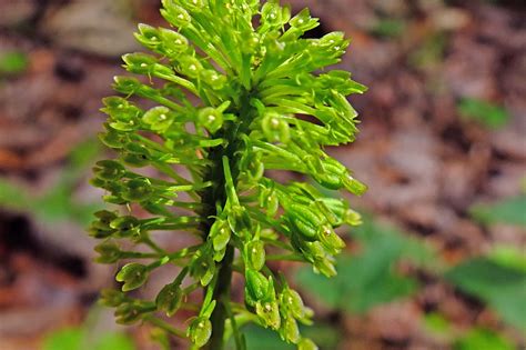 Malaxis Unifolia Orchidaceae