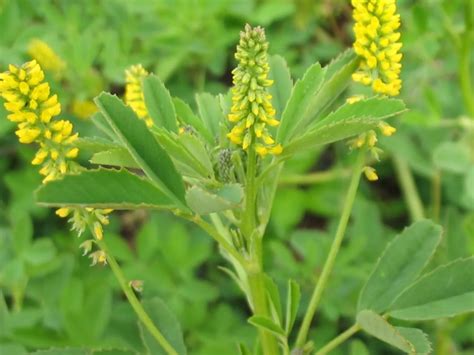 养殖兔子种植草木樨需要多少亩地？施肥适合哪种肥料？ 花海建设 长景园林网