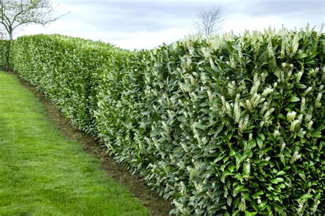 Schip Laurel Spring 2025 Pre Sale Reems Creek Nursery