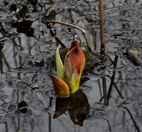 First Sign Of Spring Skunk Cabbage Watching For Wildflowerswatching