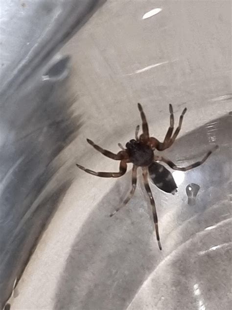 What Is This Spider Sydney Australia Rspiders