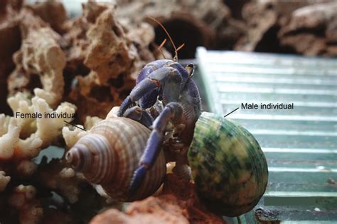 Mating Behavior Of Coenobita Purpureus As Observed In A Tank Photo By