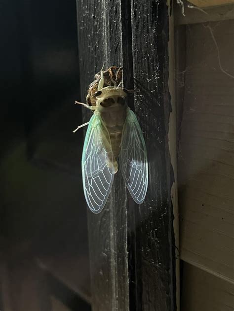 Caught Mid Molt R Cicadas