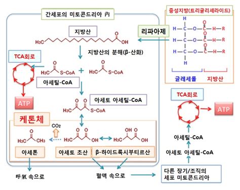 당과 지방 그리고 암3 암과 케톤체 네이버 블로그