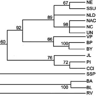 Neighbor Joining NJ Tree Constructed From Alignments Of 18S RRNA