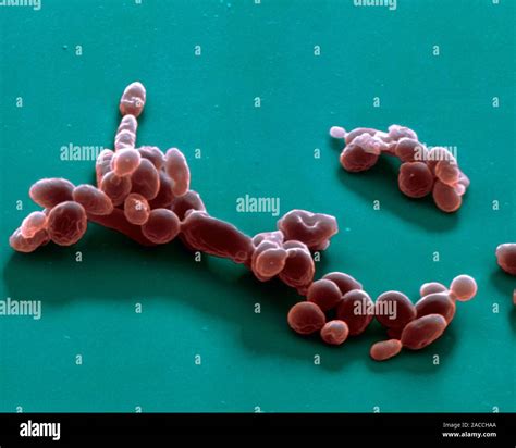 Wine Yeast Coloured Scanning Electron Micrograph Sem Of Groups Of