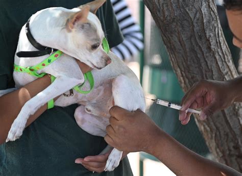 SOLEDAD DE G S REALIZA VACUNACIÓN ANTIRRÁBICA GRATUITA PARA PERROS Y GATOS Redacción San