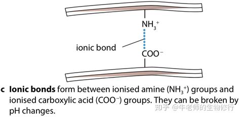 蛋白质和酶 Protein And Enzyme 知乎