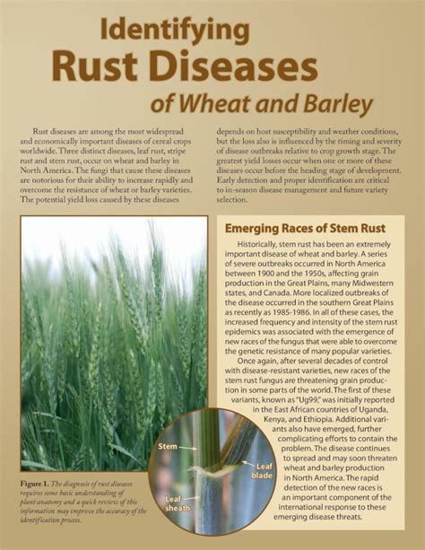 Pdf Identifying Rust Diseasesstem Rust Parts Of Plant Infected