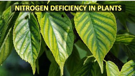 Nitrogen Deficiency In Plants Free Biology Notes Rajus Biology