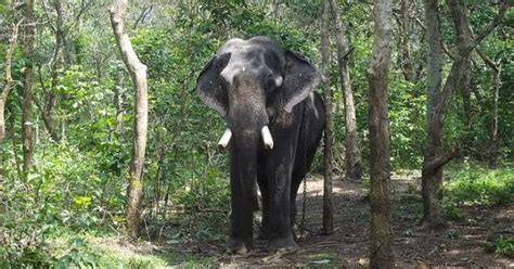 Elephant In Purulia পুরুলিয়ায় প্রৌঢ়কে শুঁড়ে তুলে আছাড় মারল হাতি
