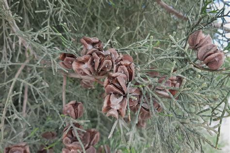 Tetraclinis Articulata Trees And Shrubs Online