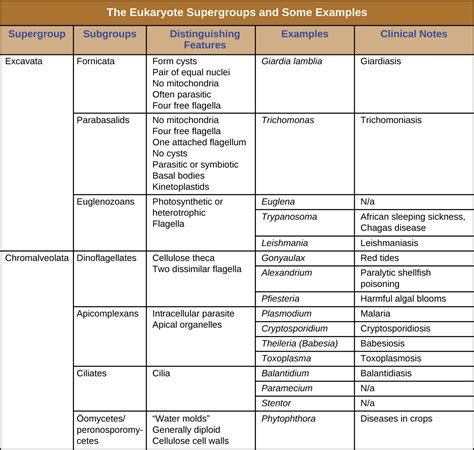 5 1 Unicellular Eukaryotic Microorganisms Biology Libretexts