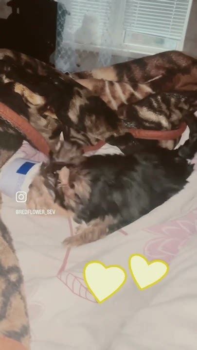 собака щенок йорк врек терьер веселоенастроение йоркширский