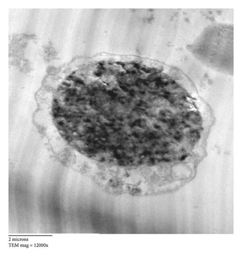 Effect Of The Purified Compound From Rheum Officinalis On Isolated Download Scientific Diagram