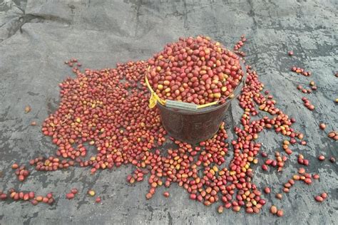 Sumatra Coffee Tour Provided By Saroha Global Tour Tripadvisor