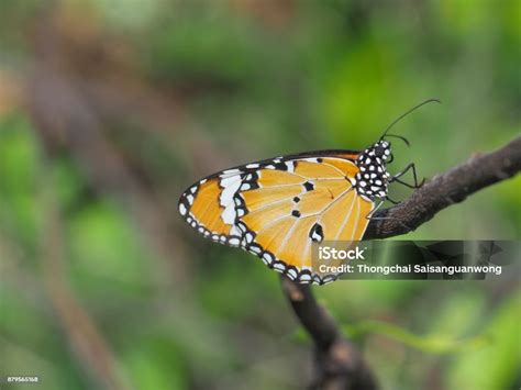 아름 다운 새 콤 하 고 달콤한 꽃과 햇빛 흐릿한 배경 및 텍스트 위한 공간에 빠는 나비 또는 자연 임신 귀여운 부드러운 상쾌 따뜻하고 여름 기호 곤충에 대한 스톡 사진 및