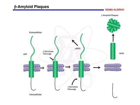 PPT Amyloid Plaques PowerPoint Presentation Free Download ID