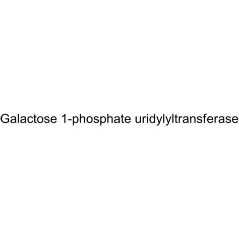 Galactose 1 Phosphate Uridylyltransferase Biochemical Reagent