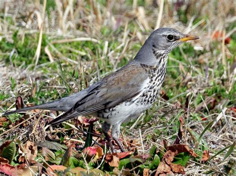 ノハラツグミ 2024 03 20 日本の野鳥識別図鑑