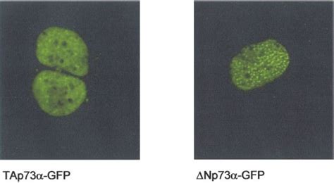 Human Δnp73 Regulates A Dominant Negative Feedback Loop For Tap73 And