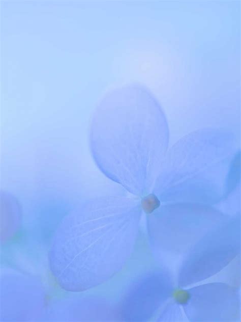 Somerset House Images Hydrangea Paniculata I