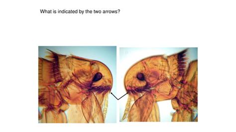Medical Entomology Exam 2 Lab Section Test Flashcards Quizlet