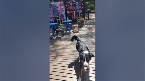 Ball Is Life Dogshorts Youtube