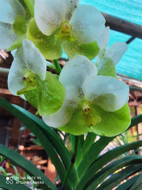 ကျောက်ပန်းတောင်း စျေး ရှမ်းပြည်ထွက် ကောက်ညှင်း ခေါပုတ်လာမေးနေကြလို့ အော်ဒါ