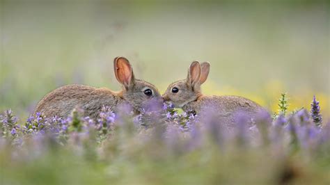 瓦莱黑鼻羊，瑞士瓦莱州 © Alessandra Meniconzi Solent News Rex Shutterstock 2017